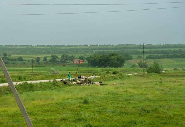 Gorjule, Mândrule! „Ciobănelul din Munții Gorjului” (!) – MAGAZIN ...